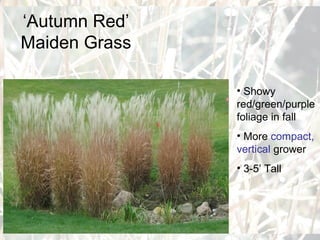 Autumn Red Maiden Grass