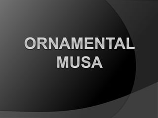 Ornamental musa | PPTX