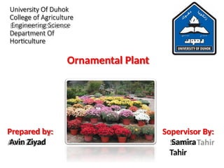 ornamental plant n.pptxdkdkdkkddkjkdiririd | PPTX | Gardening | Home & Garden