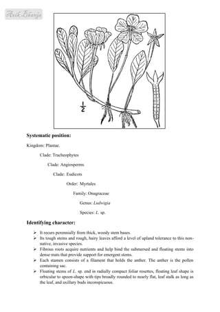 Ornamental Plants.pdf