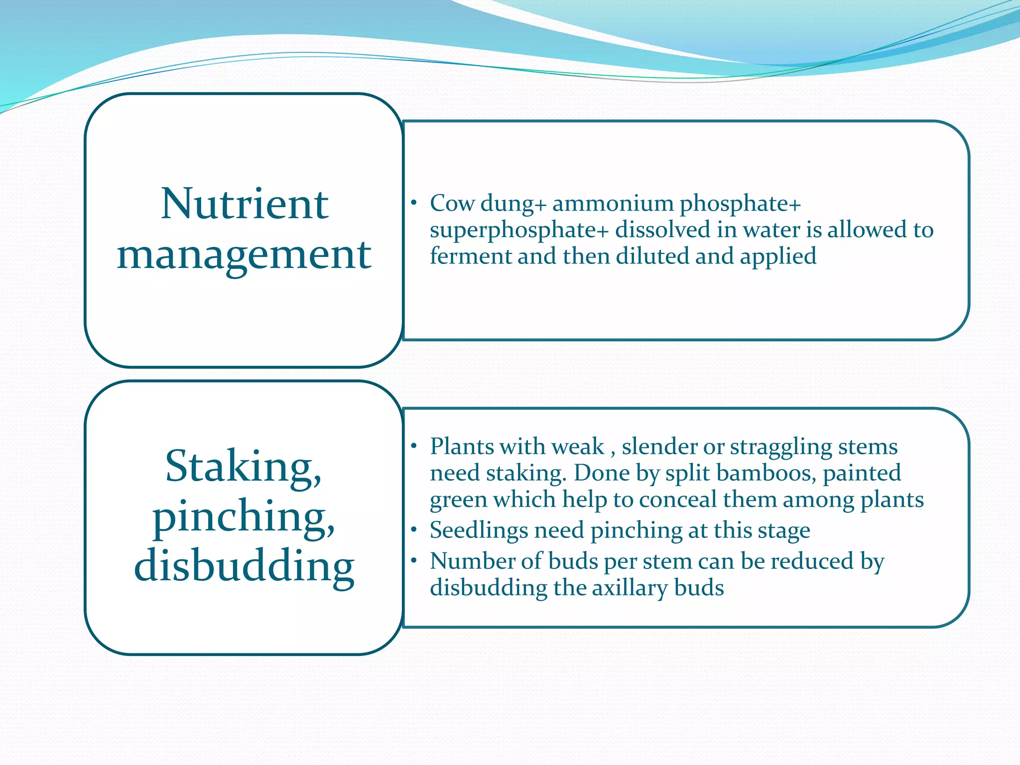 ORNAMENTAL PLANTS.pptx