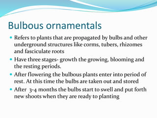ORNAMENTAL PLANTS.pptx