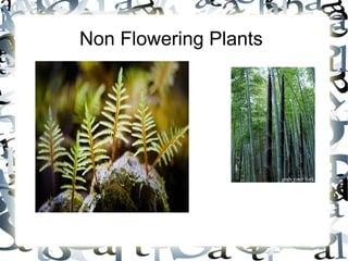 Ornamental plant | ODP