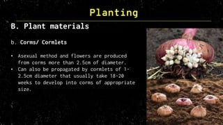 Gladiolus cultivation practices, uses, variety, soil and climatic ...