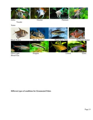 Ornamental fish cultivation | PDF