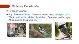 Ornithology notes 4.pptx