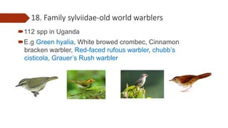 Ornithology notes 4.pptx