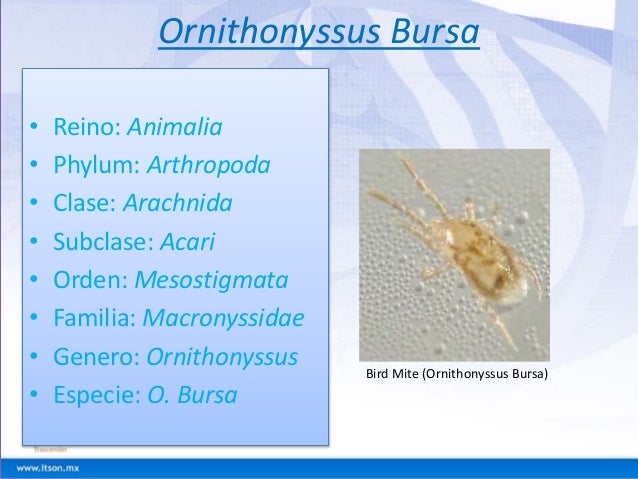 Ornithonyssus bursa - Alchetron, The Free Social Encyclopedia