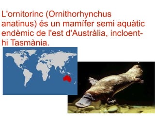 Ornitorrinc guillem | PPT