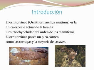 El Ornitorrinco | PPTX