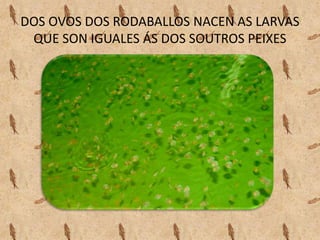 O rodaballo | PPTX | Fish and Aquariums | Pets