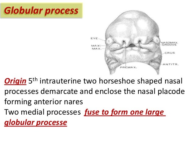 Orofacial development