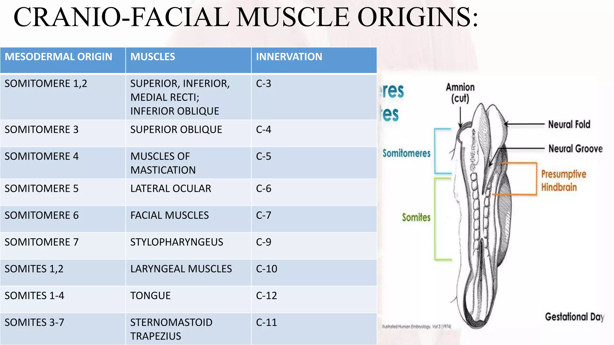 Orofacial musculatue | PPTX