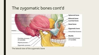 Anatomy - Orofacial skeleton | PPTX