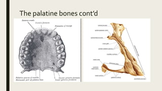 Anatomy - Orofacial skeleton | PPTX