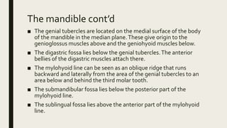 Anatomy - Orofacial skeleton | PPTX