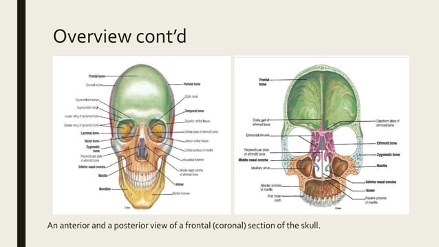 Anatomy - Orofacial skeleton