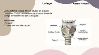 Orofaringe Laringe y Tiroides, examen físico | PPTX