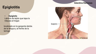 Orofaringe Laringe y Tiroides, examen físico | PPTX