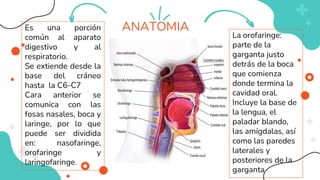 orofaringe y laringofaringe.pdf