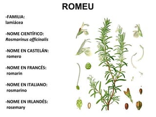 O romeu | PPT