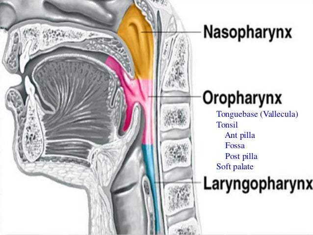 The Structure And Function Of The Nasopharynx Picture
