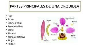 Cultivo de orquideas | PPTX