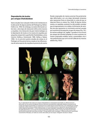 Orquideas pedregal | PDF