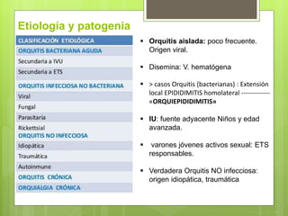 Orquitis | PPTX