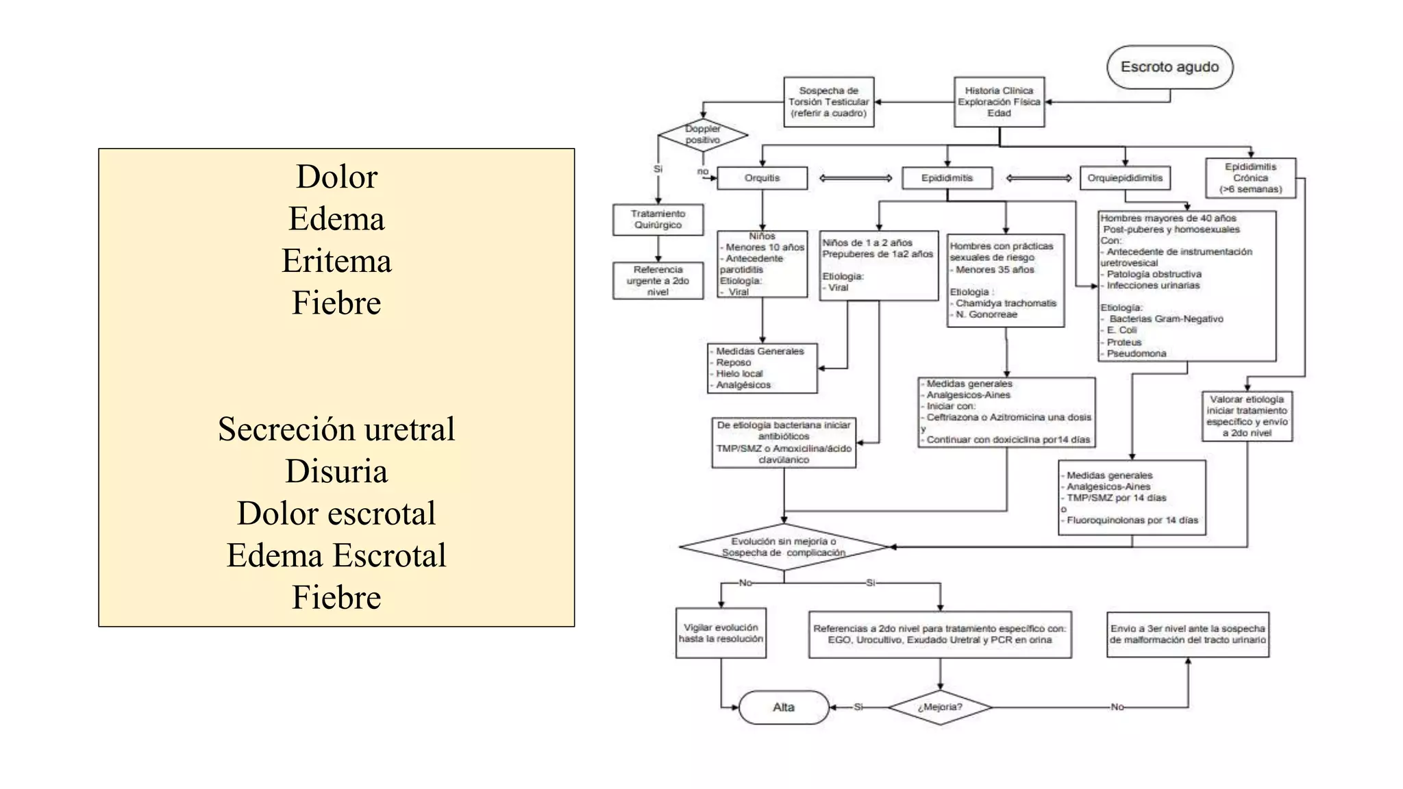 Orquitis Y Epididimitis Ppt