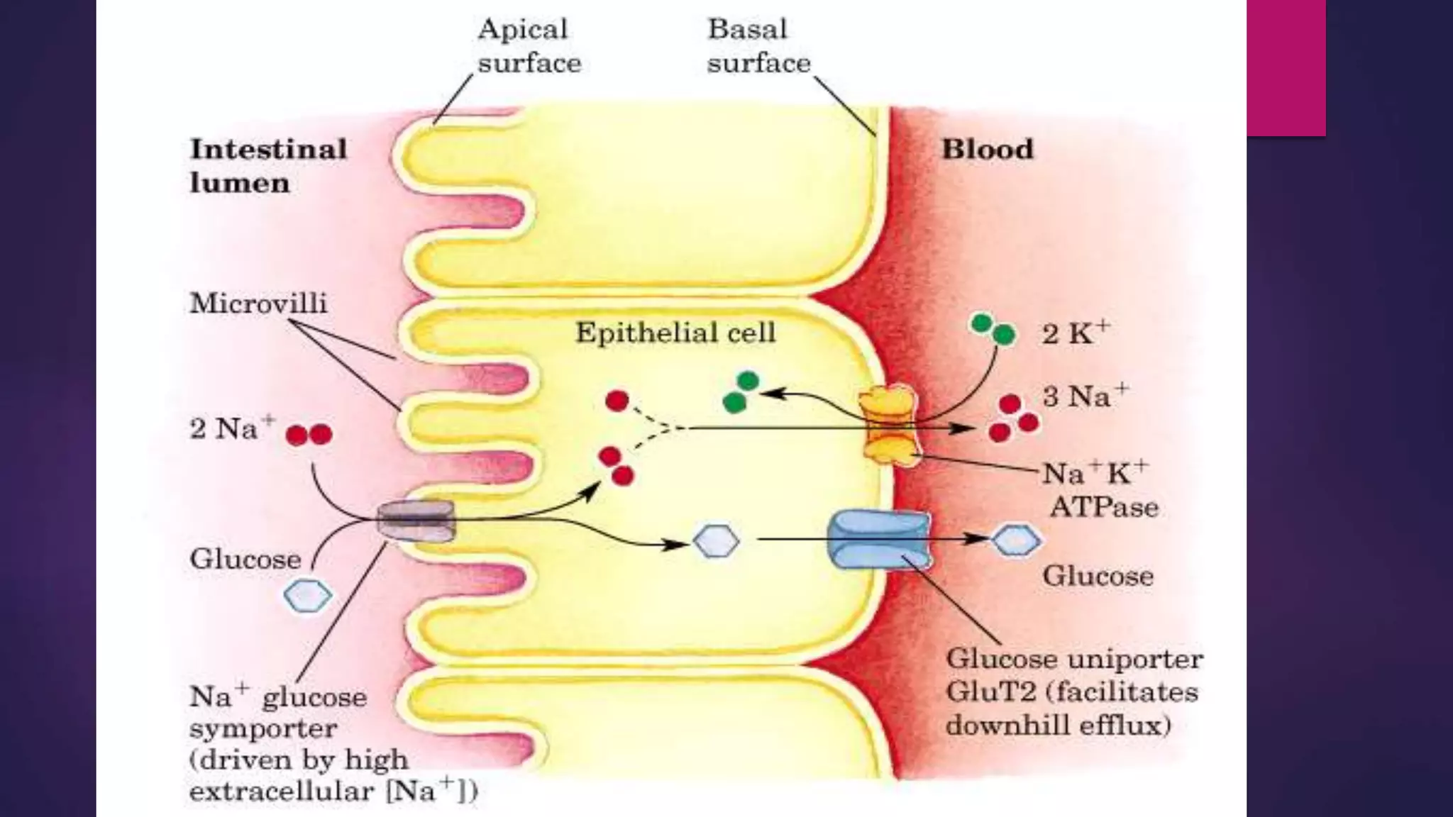 Ors-preparation | PPTX