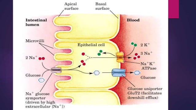 Ors-preparation | PPTX