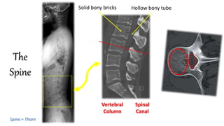 ORSIS course - Operating Room Spine Instrumentalion Skills course | PPTX