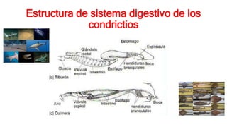 esrructuras de sistema digestivo en peces, molusco, crustaceos | PPTX