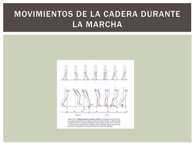 Ortesis De Miembros Inferiores Ppt