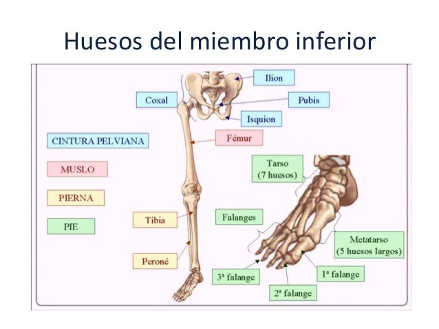 Miembros Inferiores