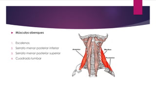 Ortesis y protesis ii clase 2 | PDF