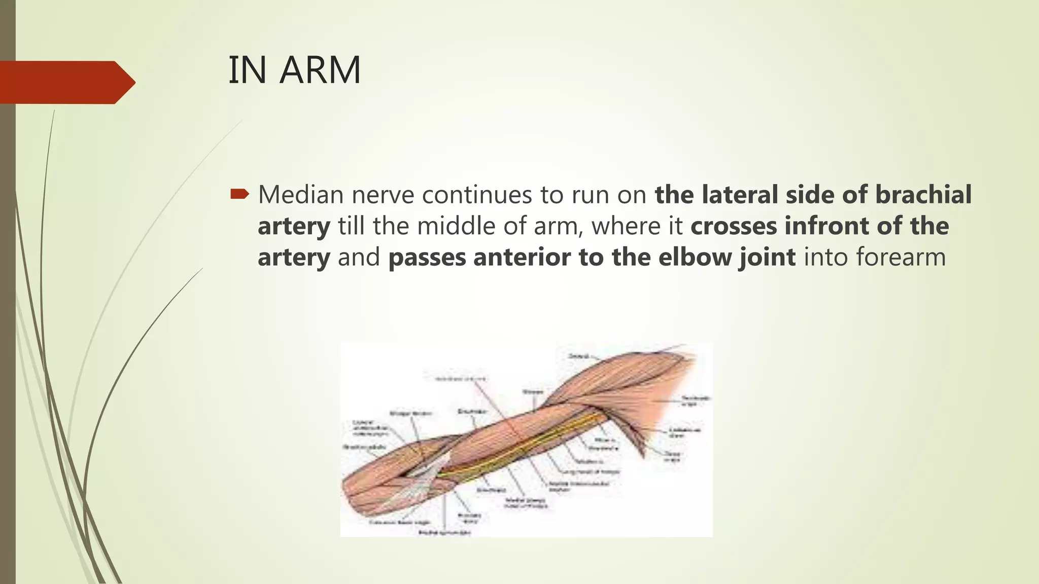 Ortho examination of median nerve | PPTX