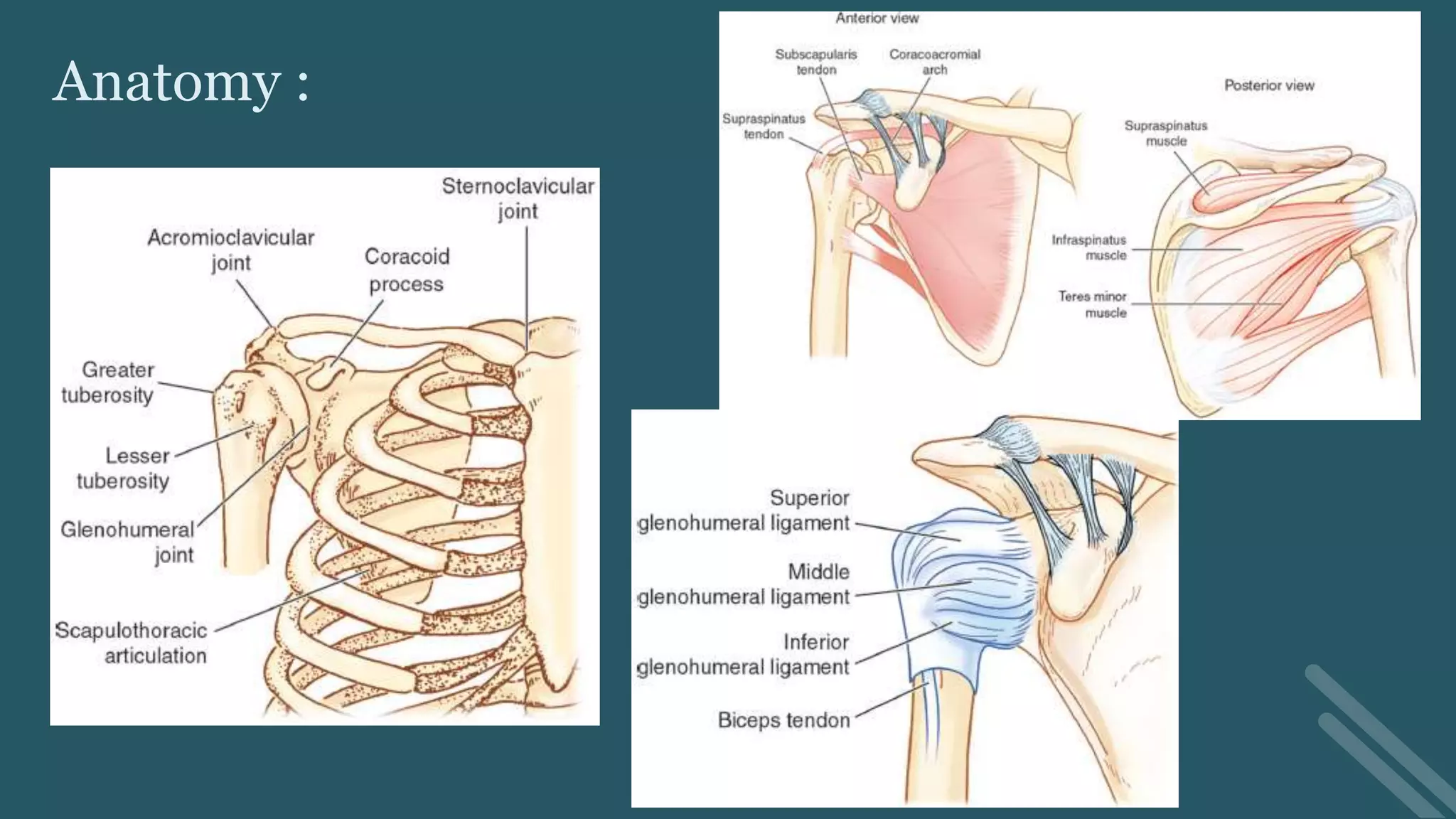 Ortho conference - anterior shoulder dislocation | PPT