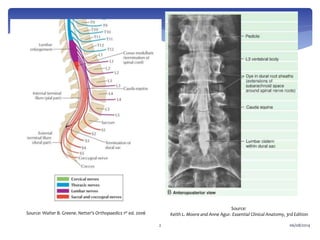 Spinal Cord Cauda Equina Conus Medullaris