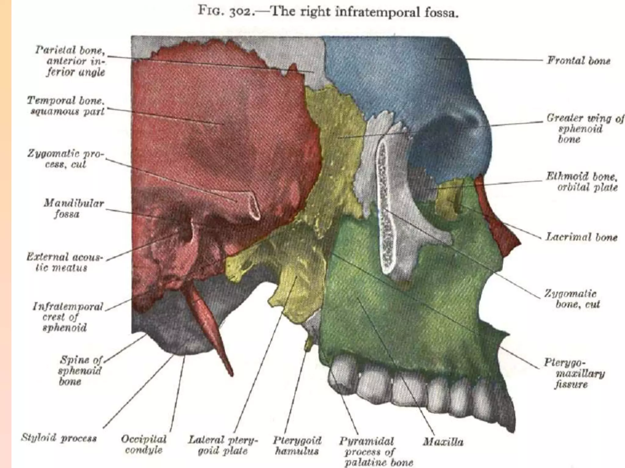 Introduction to maxillary arch expansion | PPTX