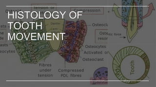FORCE SYSTEMS AND TISSUE RESPONSE TO FORCES IN ORTHODONTICS.pptx