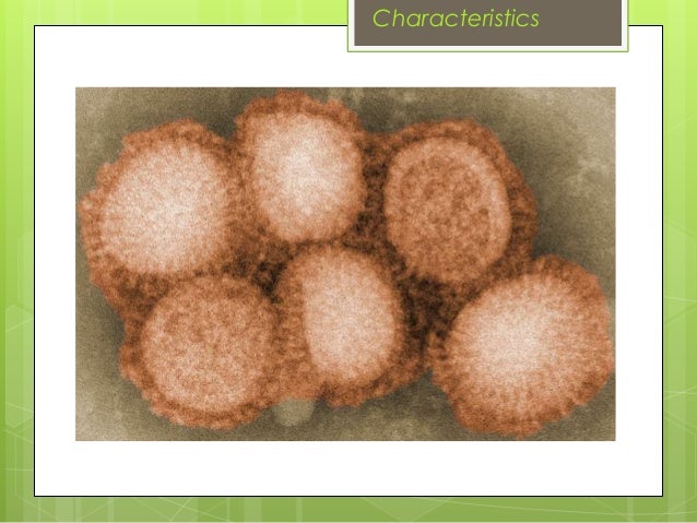 Orthomyxoviridae (2)
