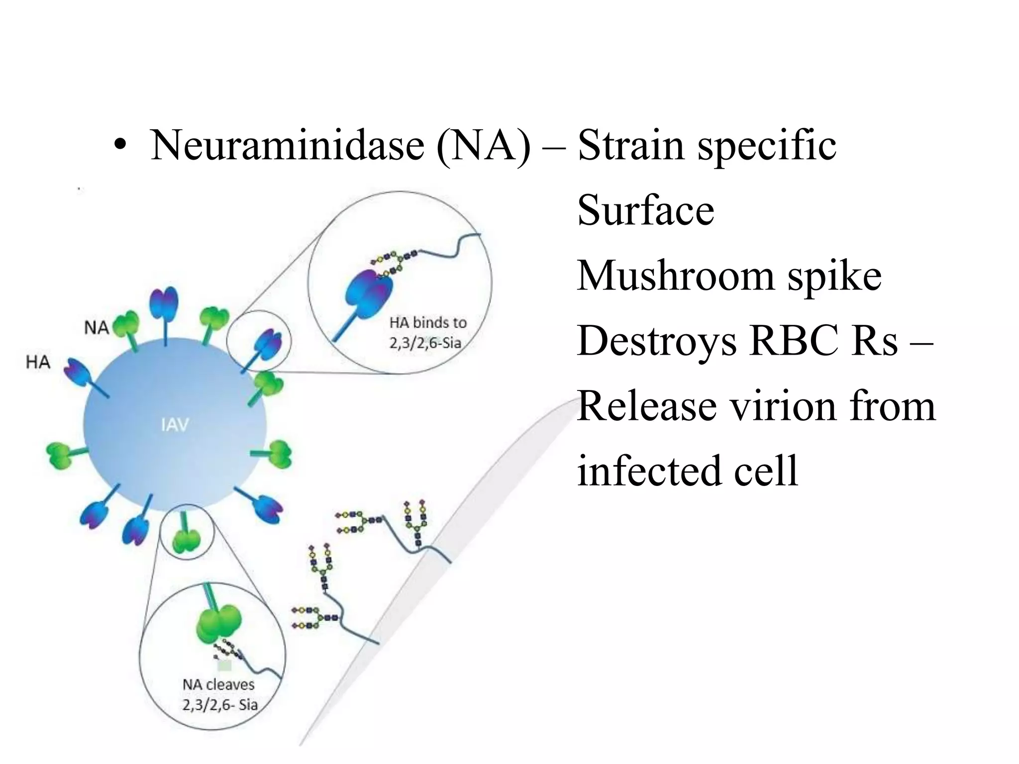 Orthomyxovirus - Morphology and laboratory diagnosis | PPTX