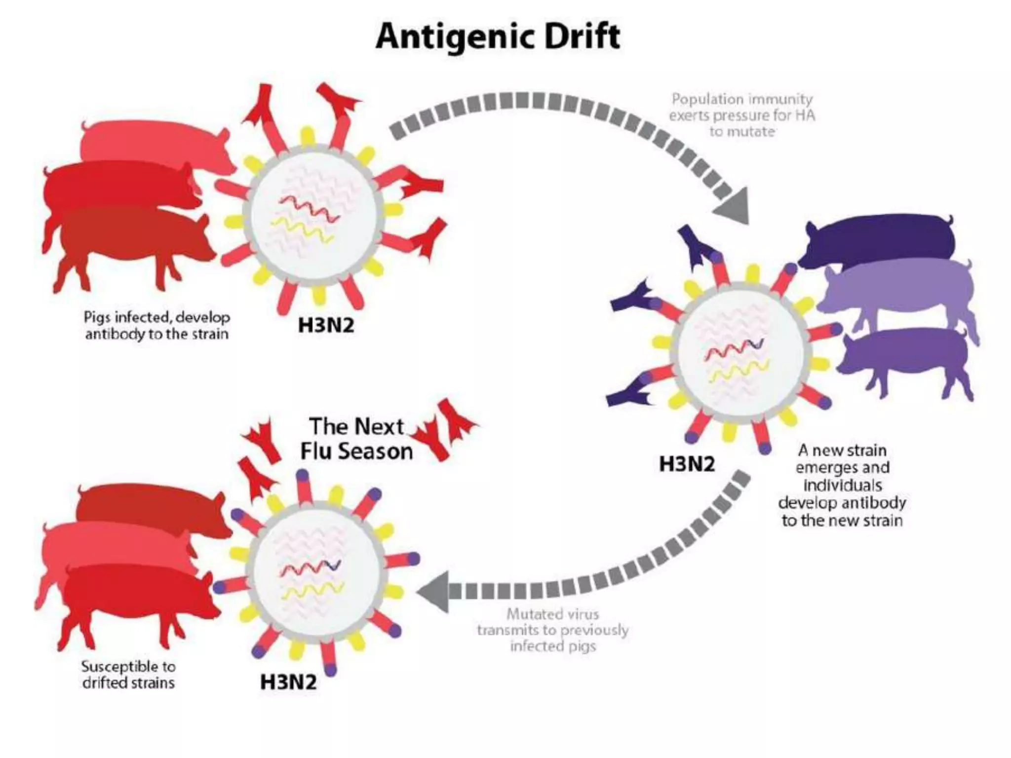 Orthomyxovirus - Morphology and laboratory diagnosis | PPTX