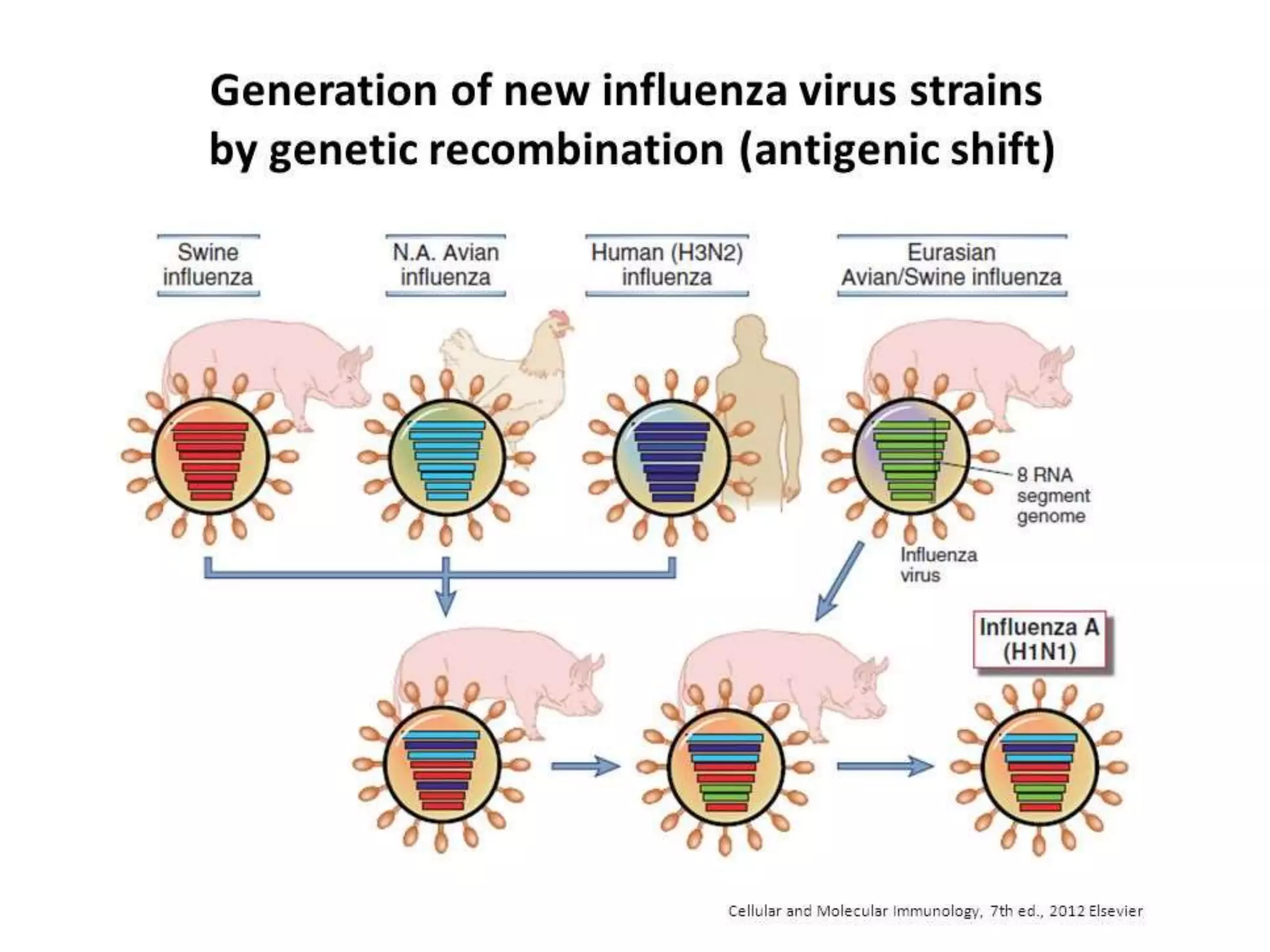 Orthomyxovirus - Morphology and laboratory diagnosis | PPTX