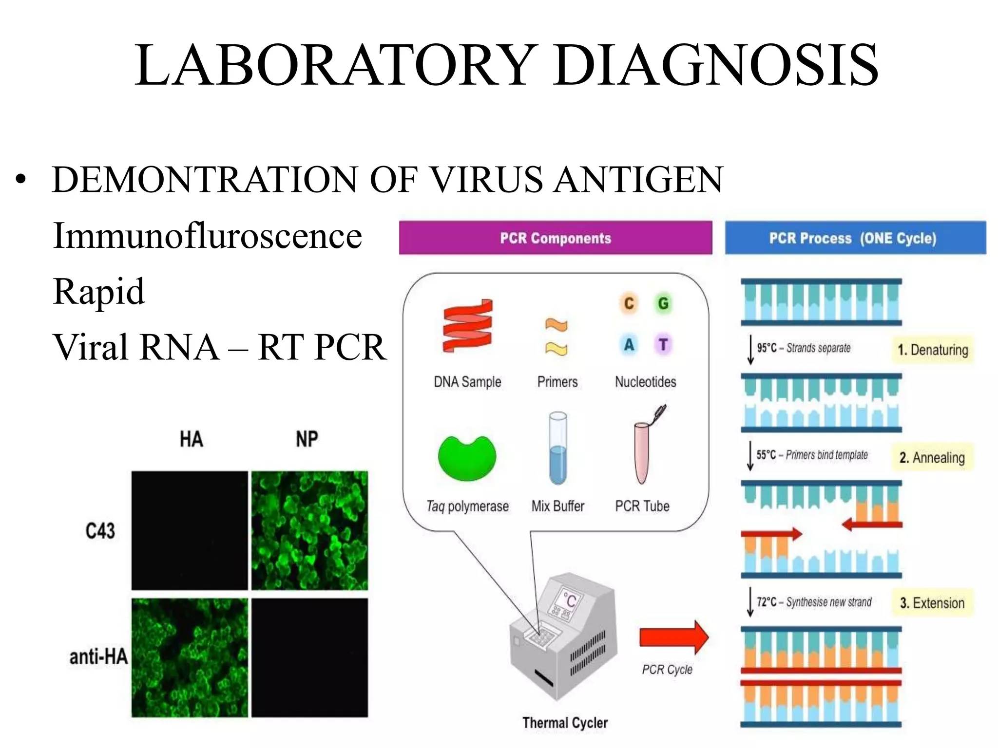 Orthomyxovirus - Morphology and laboratory diagnosis | PPTX