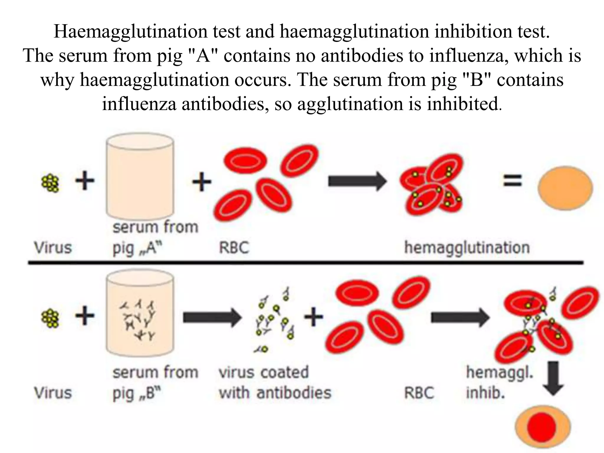 Orthomyxovirus - Morphology and laboratory diagnosis | PPTX