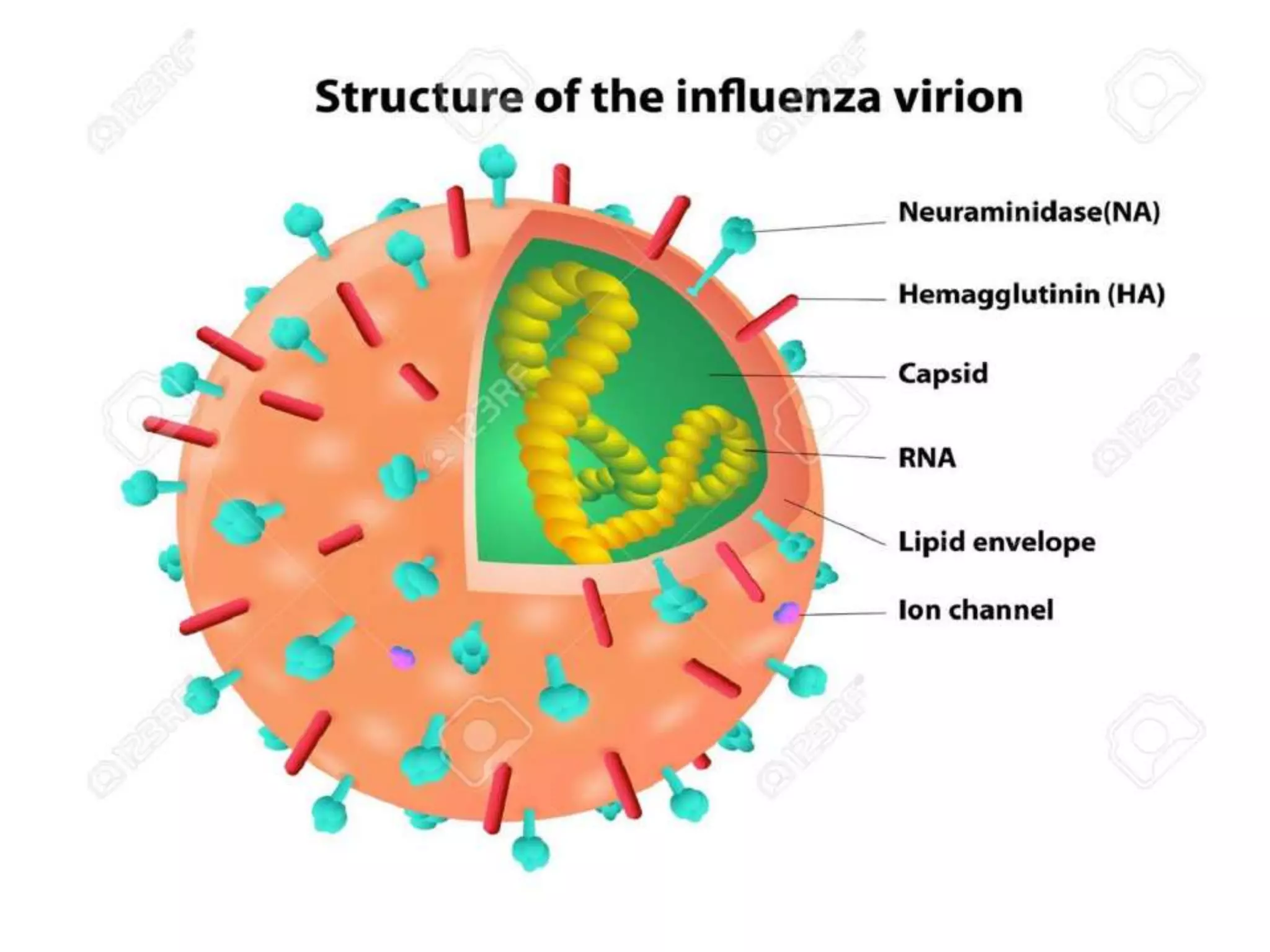 Orthomyxovirus - Morphology and laboratory diagnosis | PPTX