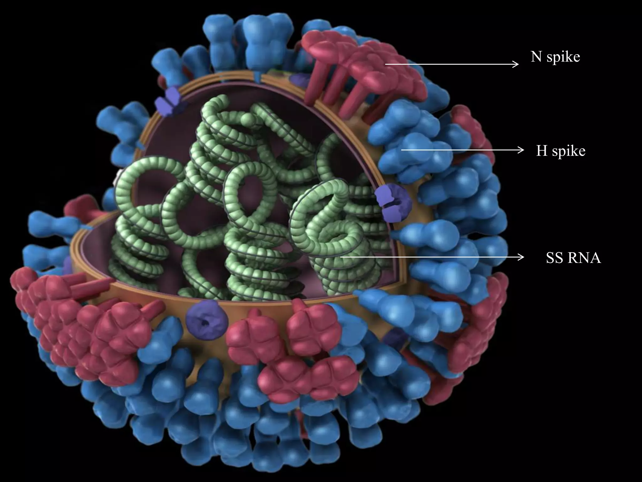 Orthomyxovirus - Morphology and laboratory diagnosis | PPTX